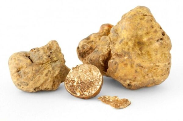Come riconoscere il tartufo bianco e nero (ed evitare fregature) - Il ... Come riconoscere il tartufo bianco e nero (ed evitare fregature) - Il ...