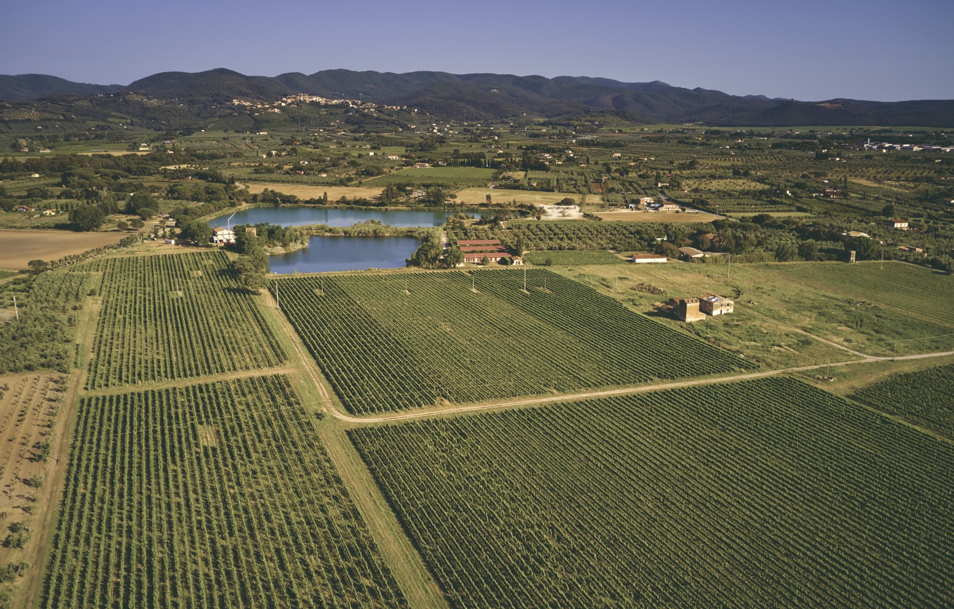 Bolgheri Doc, I Greppi dell'irlandese Neil McMahon raddoppiano i vigneti