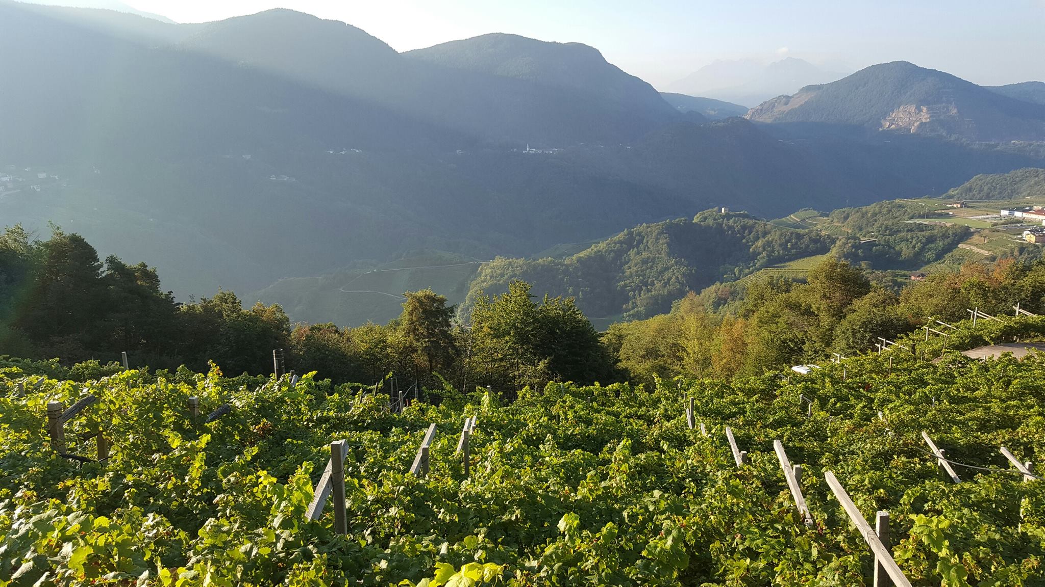 Cantina La-Vis, un viaggio in Trentino alla scoperta della linea classica