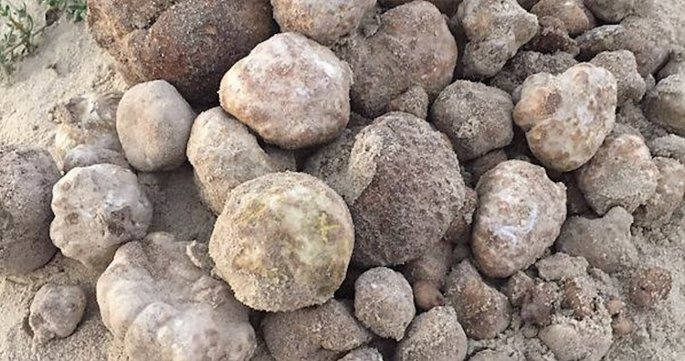 Anche le oasi del Qatar hanno il loro tartufo bianco del deserto: è il ...